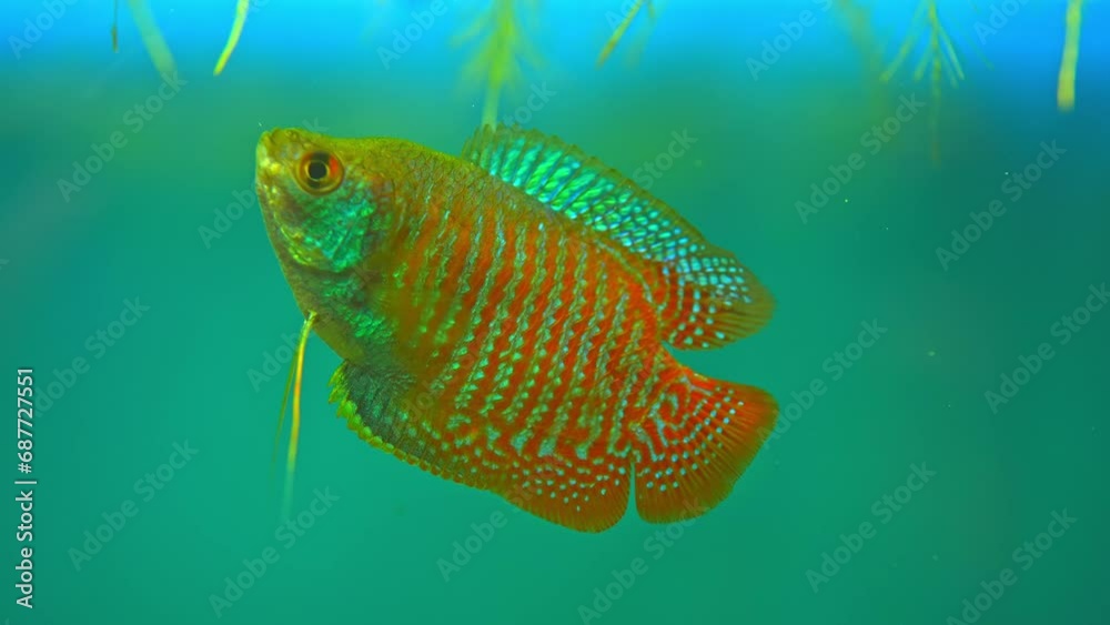 Dwarf Gourami, Colisa lalia, small, brightly colored freshwater fish ...