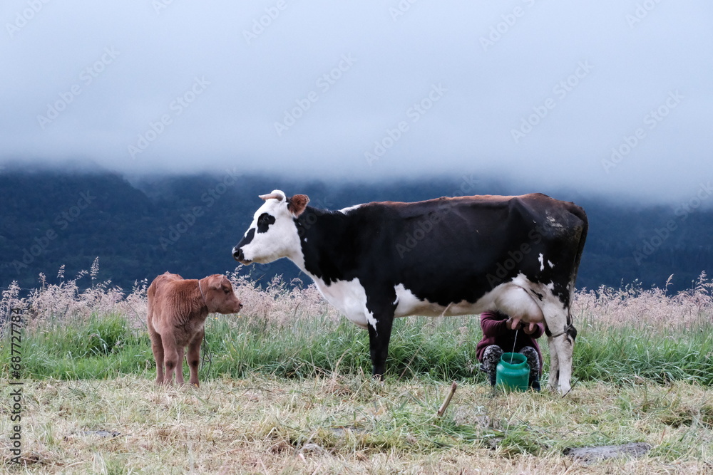 Hombre ordeñando la vaca al aire libre mientras la vaca esta acompañada ...