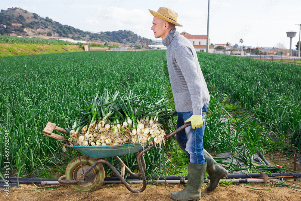Man engaged in green onions harvesting on farm plantation in sunny day ...