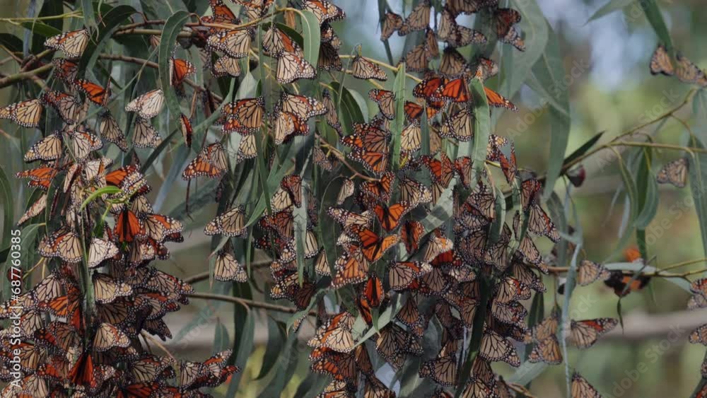 Monarch butterflies clusters in the limbs of majestic Eucalyptus trees ...