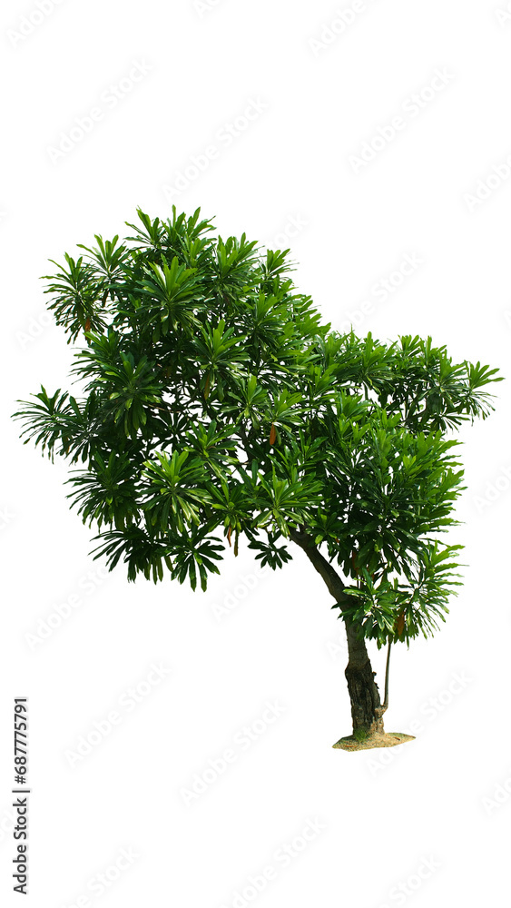 Isolated (cut out) Cerbera odollam (Pong Pong, Pong-pong, Sea Pong Pong ...