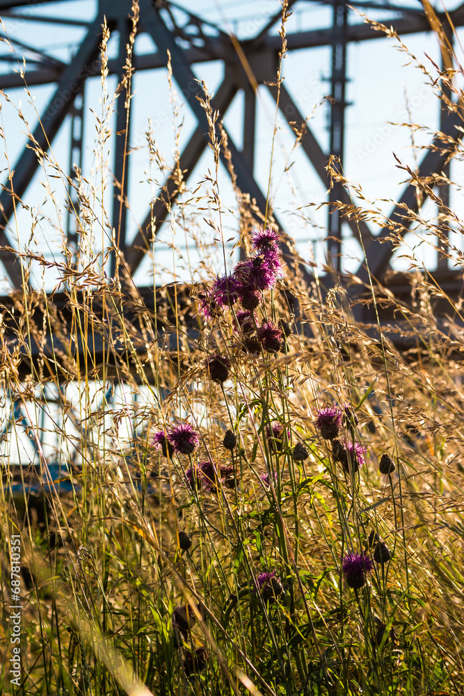 Wild field plants against the background of a metal structure of a ...