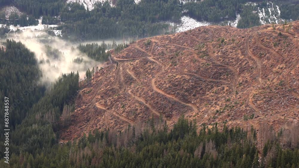 Massive deforestation. 4K aerial video pan camera movement with the top ...