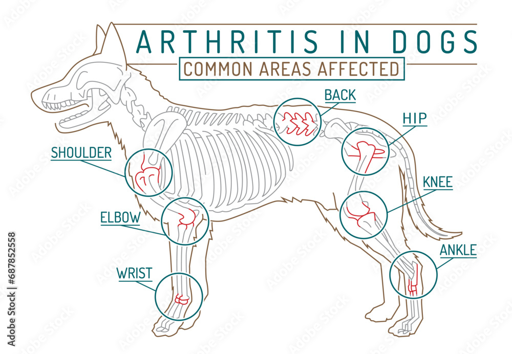 Arthritis, osteoarthritis in dogs. Common disease. Veterinarian ...