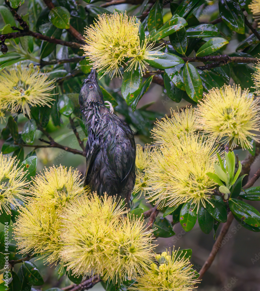 Tui bird is feeding on nectar on yellow Pohutukawa flowers. Tui is wet ...