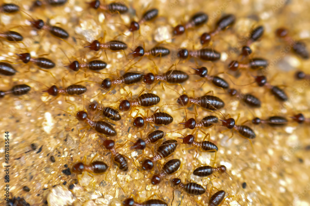 Large colony of termites in the jungle of Thailand Stock Photo | Adobe ...