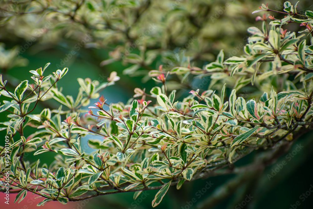 Terminalia neotaliala, the Madagascar almond tree, is a mid-sized tree ...