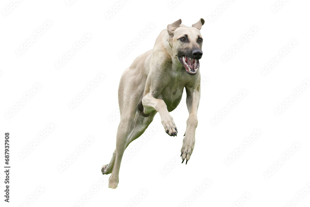 Front view of a very excited and beautiful sloughi dog (greyhound ...