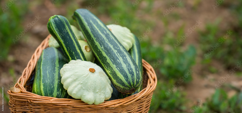 pattypan, white squash, Cucurbita pepo and zucchini in a basket in the ...