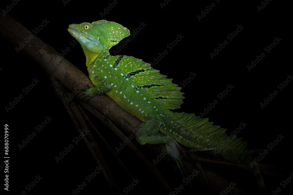 Green Basilisk, Basiliscus plumifrons, in the natural habitat ...