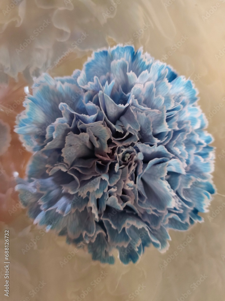"The blue carnation flower, a rare and captivating marvel, stands out ...