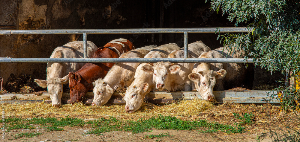 Troupeau de vache de race Aquitaine mangeant du foin à l'table d'une ...