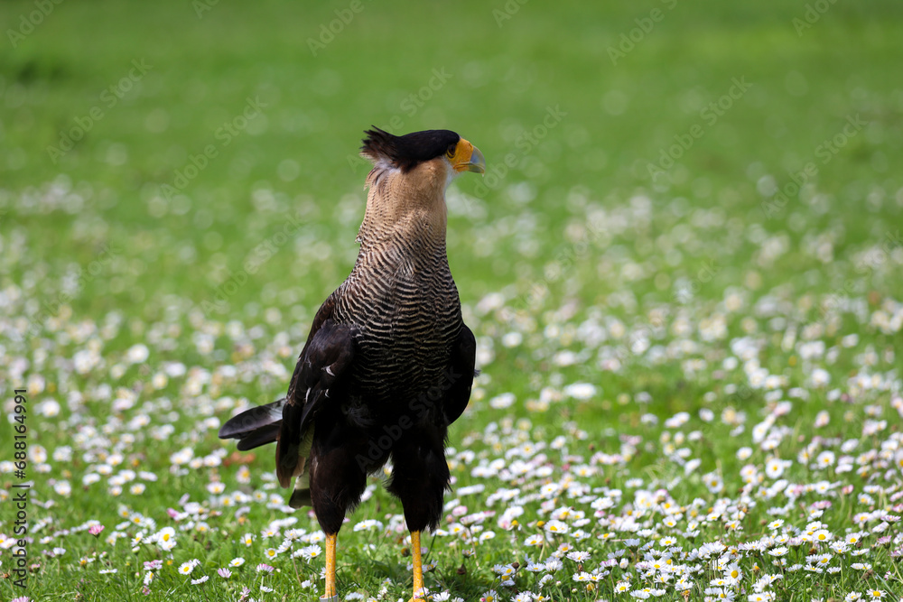 crested caracara (Caracara plancus) also known as the Mexican eagle ...