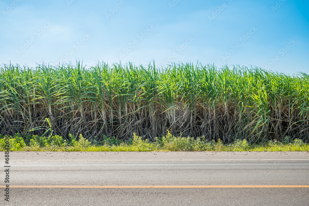 Roadside agriculture sugarcane field farm with blue sky sunny day ...