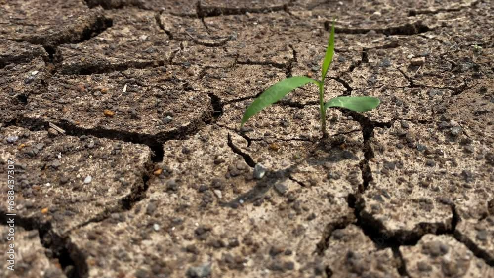 Leaves Green shoots blown by the wind growing in dry, cracked soil ...