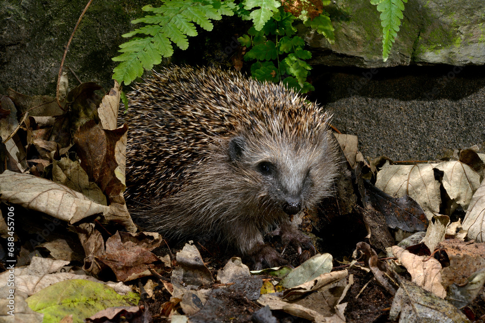 Europäischer Igel (Erinaceus europaeus) - Braunbrustigel ...