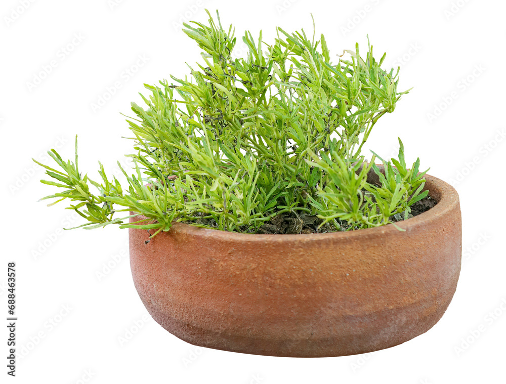 Tree on transparent background, real close up decorate tree in brown ...