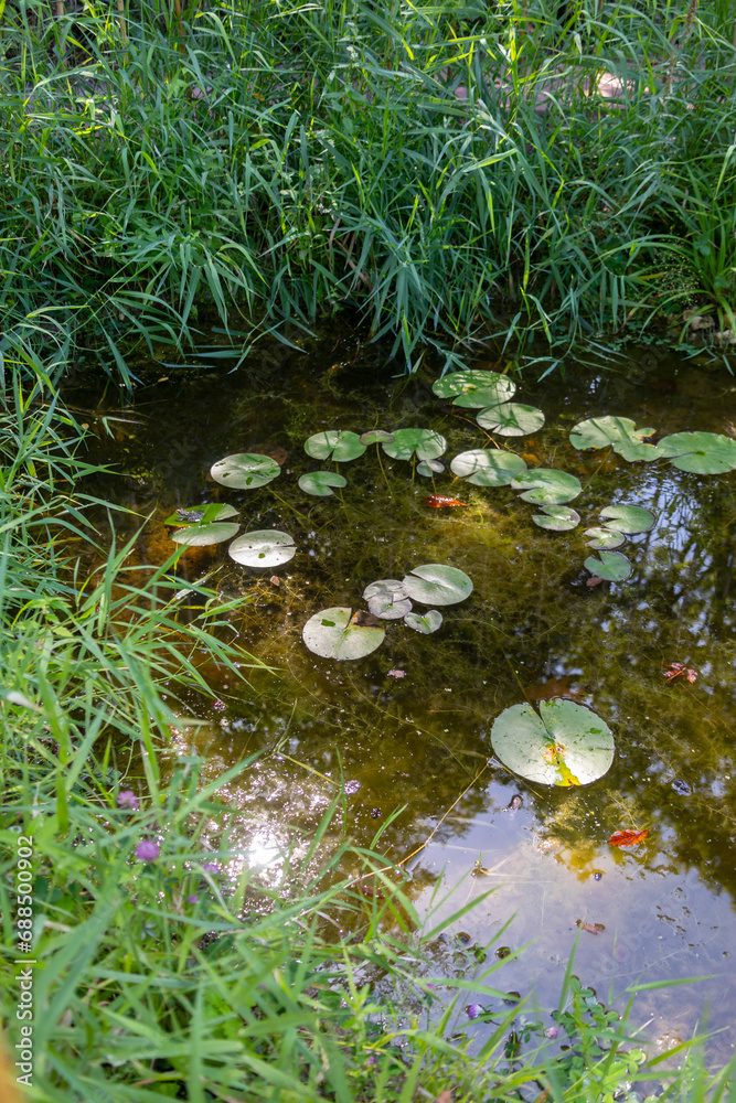 Ecosystème et zone humide - création d'une mare entourée de plantes ...