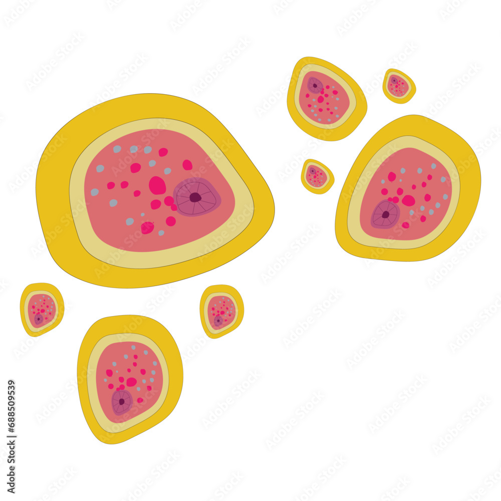 Typical Structure of Entamoeba histolytica Stock Vector | Adobe Stock