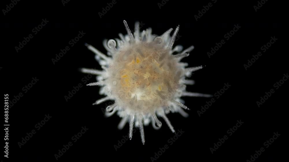 Oral side mouth young sea urchin Echinoidea, under a microscope, type ...