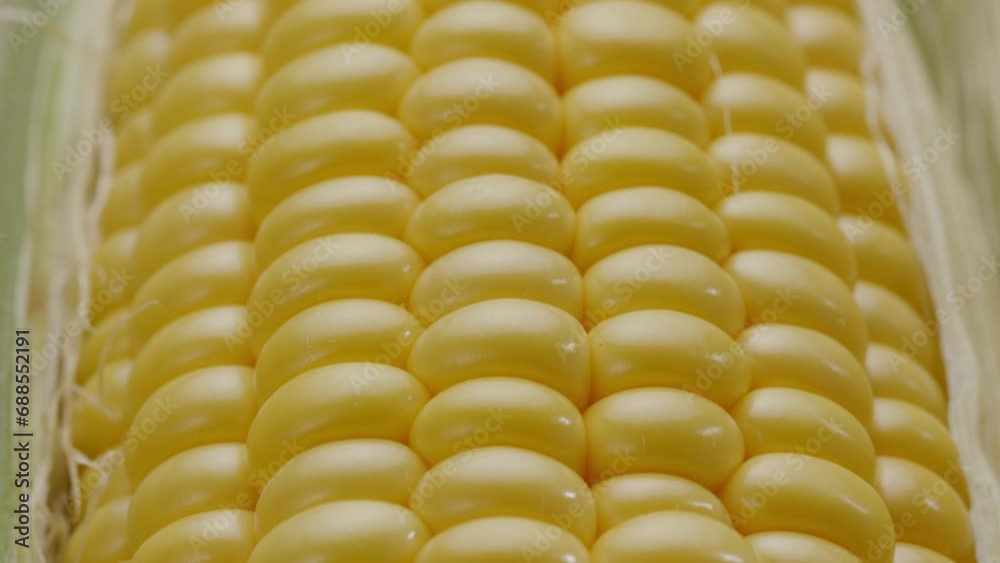 Close-up shot of ripe corn heads with corn whiskers and leaves, slow ...