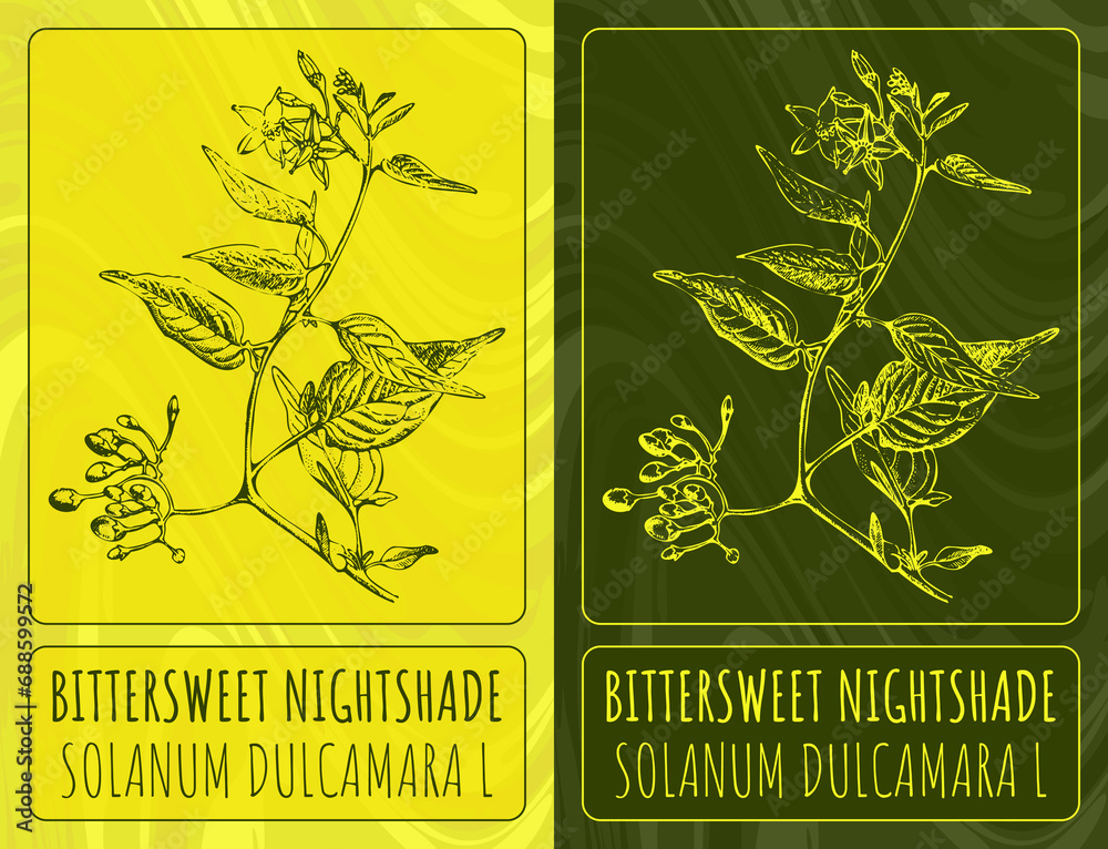 Drawings BITTERSWEET NIGHTSHADE. Hand drawn illustration. Latin name ...