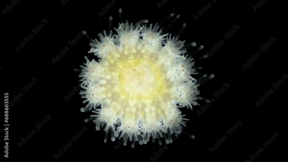 Starfish Crossaster sp. under a microscope, Solasteridae family, phylum ...