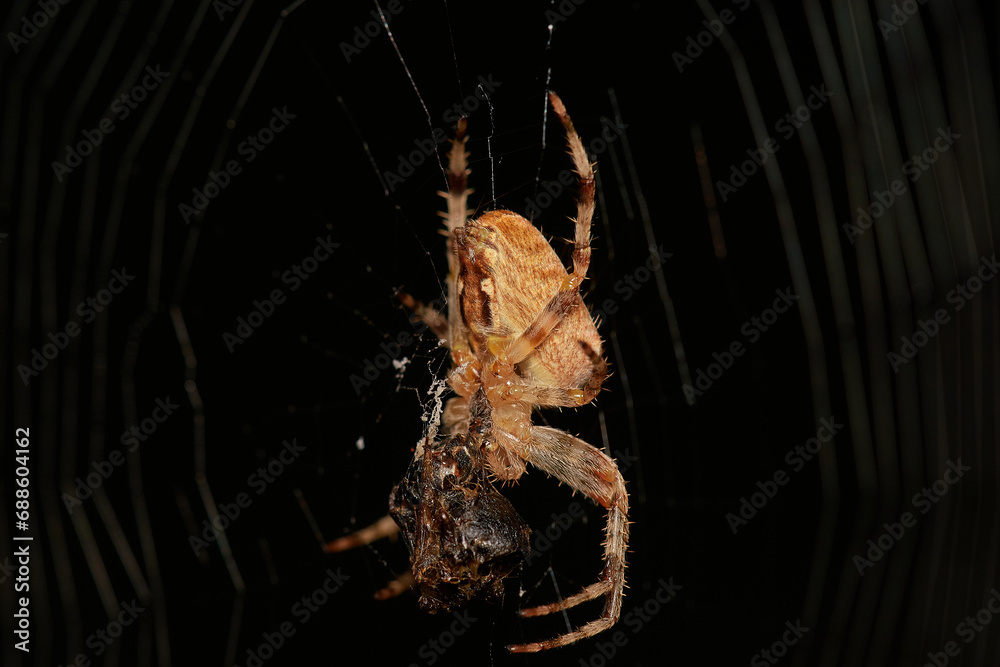 Common garden spider,, Araneus diadematus,, on its web in summer ...