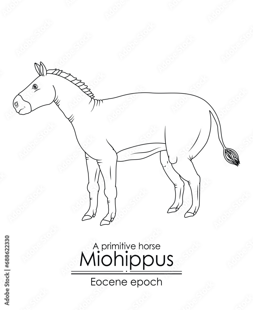 A primitive horse Miohippus from Eocene epoch. Black and white line art ...