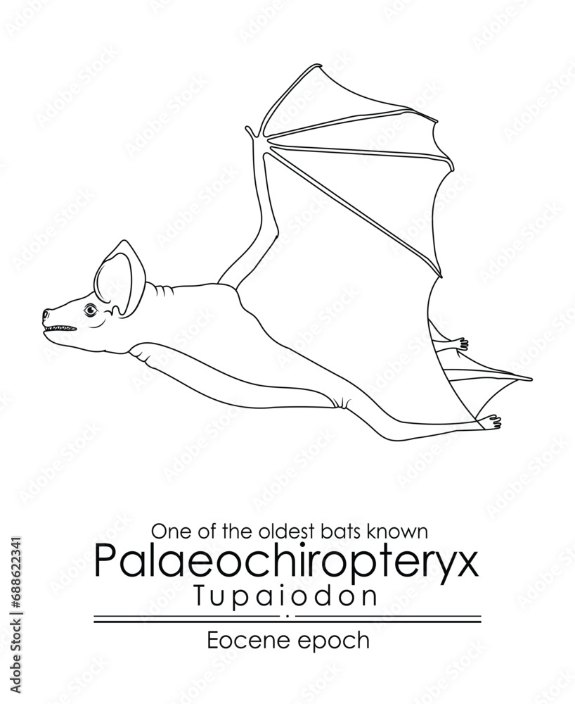 One of the oldest bats known, Palaeochiropteryx Tupaiodon from the ...