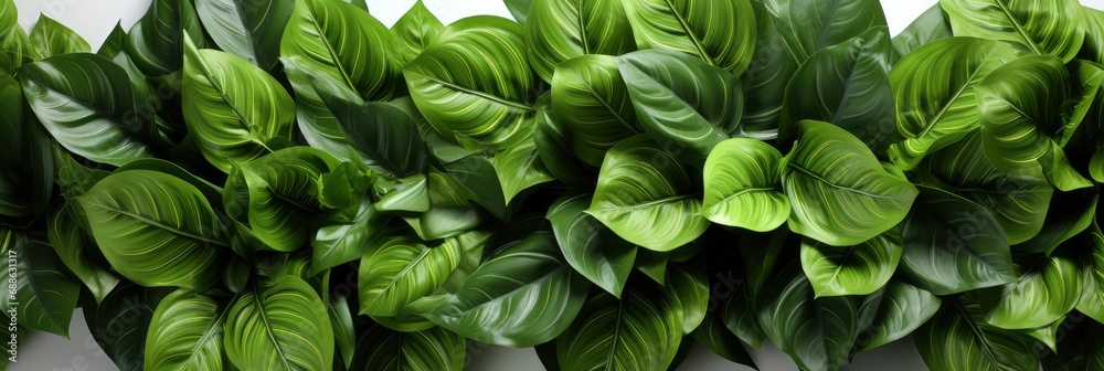 Calathea Orbifolia Studio , Banner Image For Website, Background ...