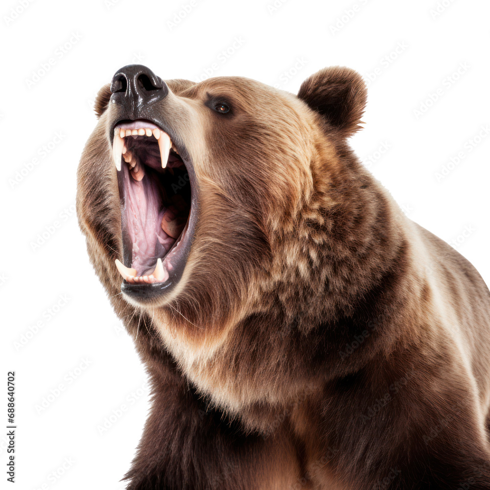 a grizzly bear roar isolated on transparent background or white ...