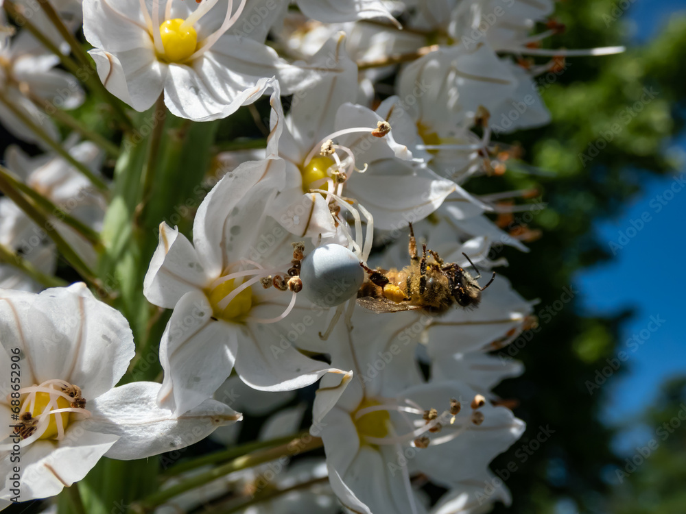 Macro of adult female of the crab spider, goldenrod crab spider or ...