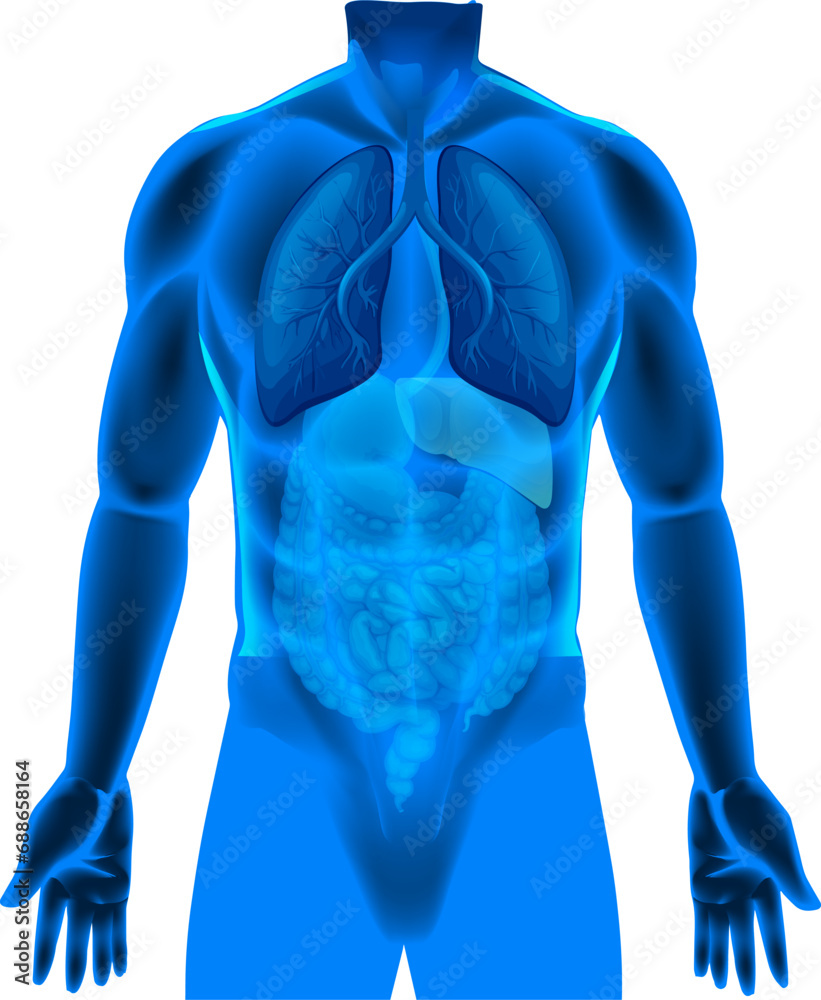 3d rendered illustration of a body Human organs anatomy hi-res ECIR ...