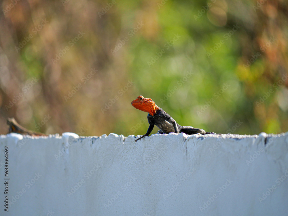 L'Agame des Colons mâle, un lézard invasif à l'île de La Réunion ...