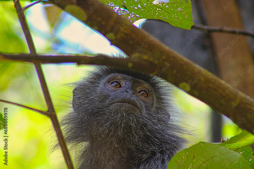Monkey in the trees at Bako Nationalpark close to Kuching the capital ...