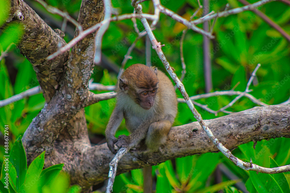 Monkey in the trees at Bako Nationalpark close to Kuching the capital ...