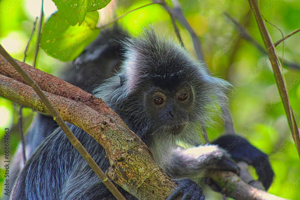 Monkey in the trees at Bako Nationalpark close to Kuching the capital ...