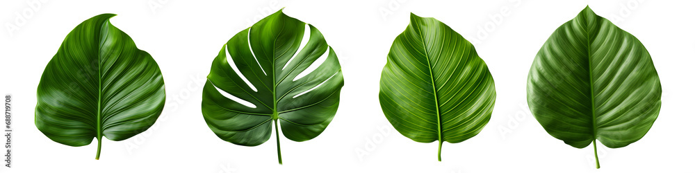 elliptical jungle leaves set isolated on transparent background ...
