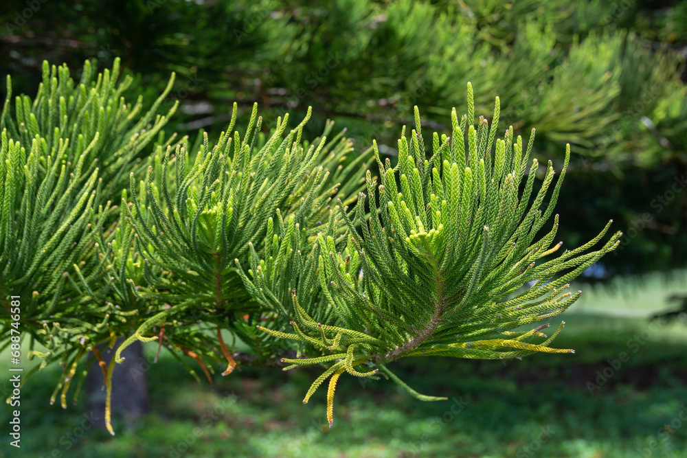Close up of a branch of the beautiful tall thin Cook's Pine, New ...