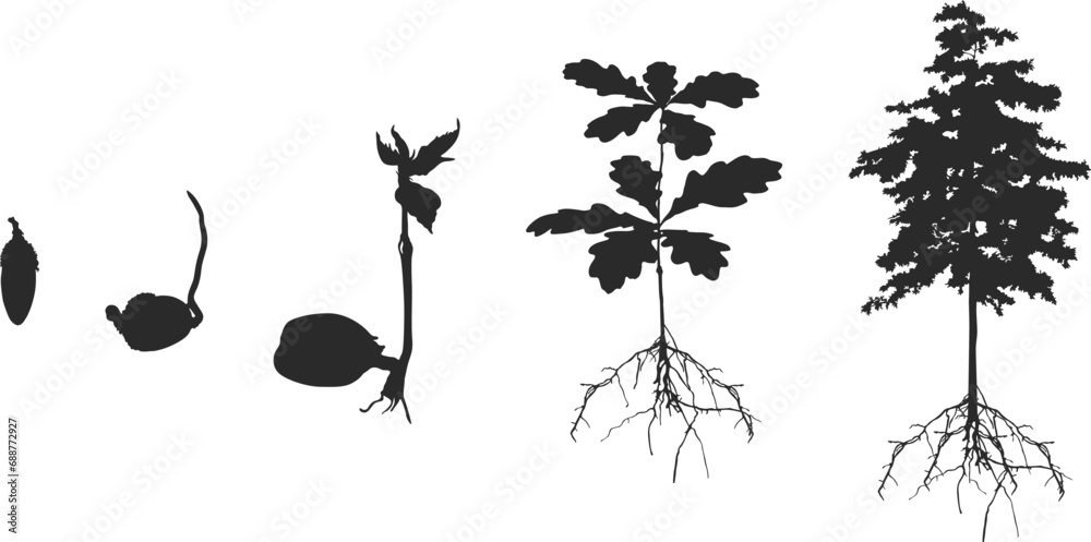 Life cycle of oak tree svg, Life cycle of oak tree silhouette, Cycle of ...