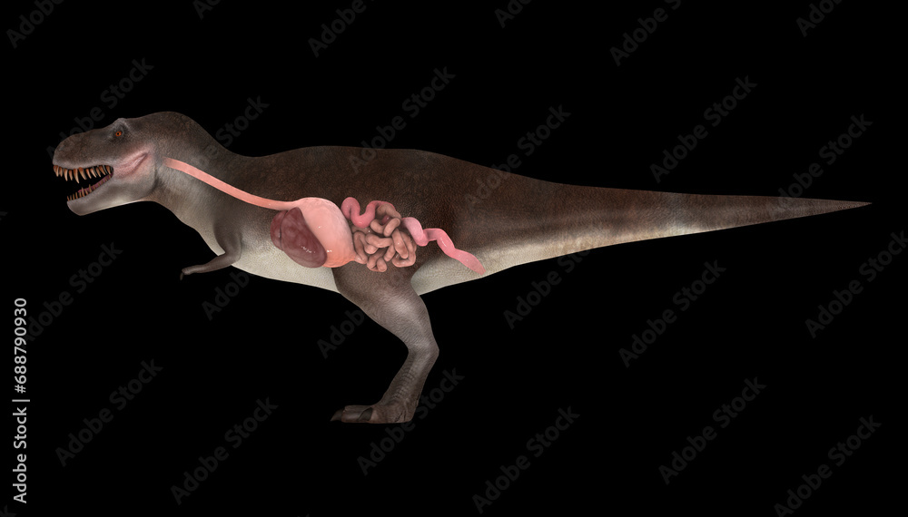 Digestive system of Tyrannosaurus rex, side view. Stock Illustration ...