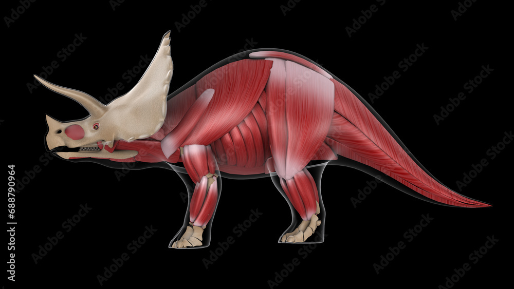 Muscular system of a Triceratops dinosaur, x-ray side view. Stock ...