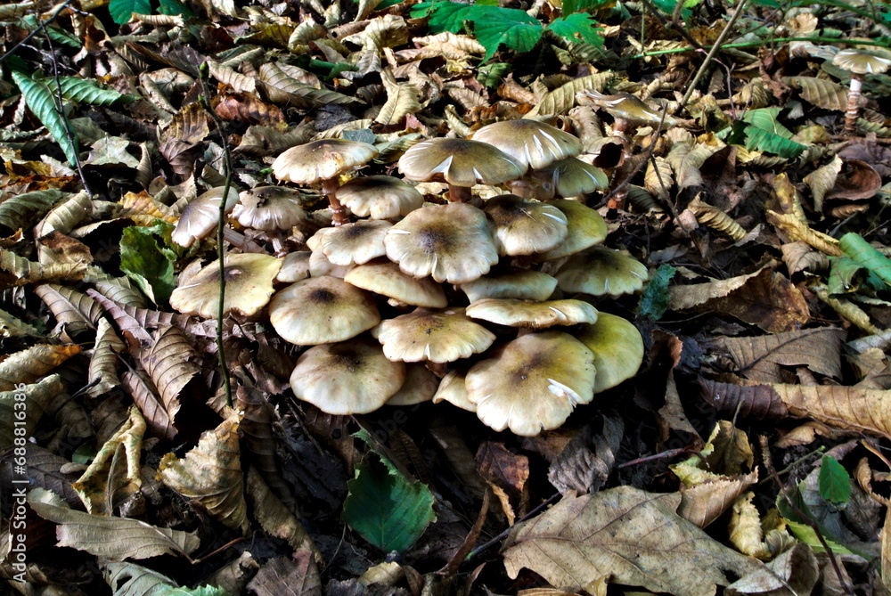 Poplar mushroom or velvet pioppini (lat. Cyclocybe aegerita), edible ...