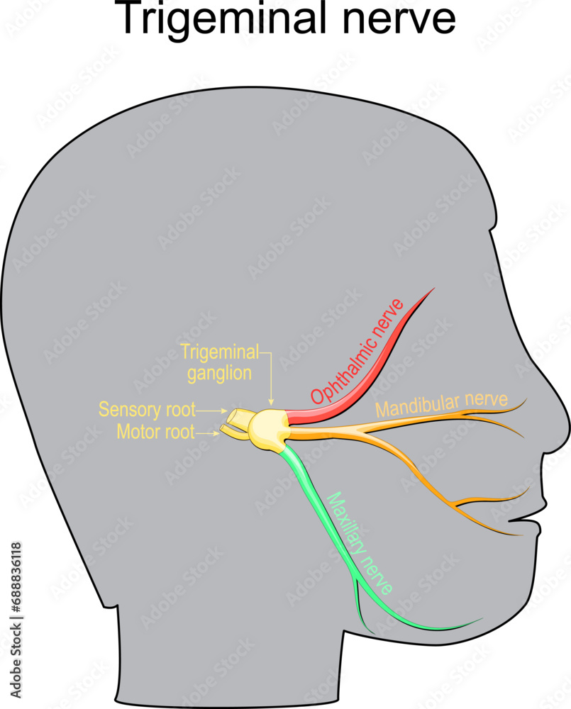 Trigeminal neuralgia. Cranial nerve. Stock Vector | Adobe Stock