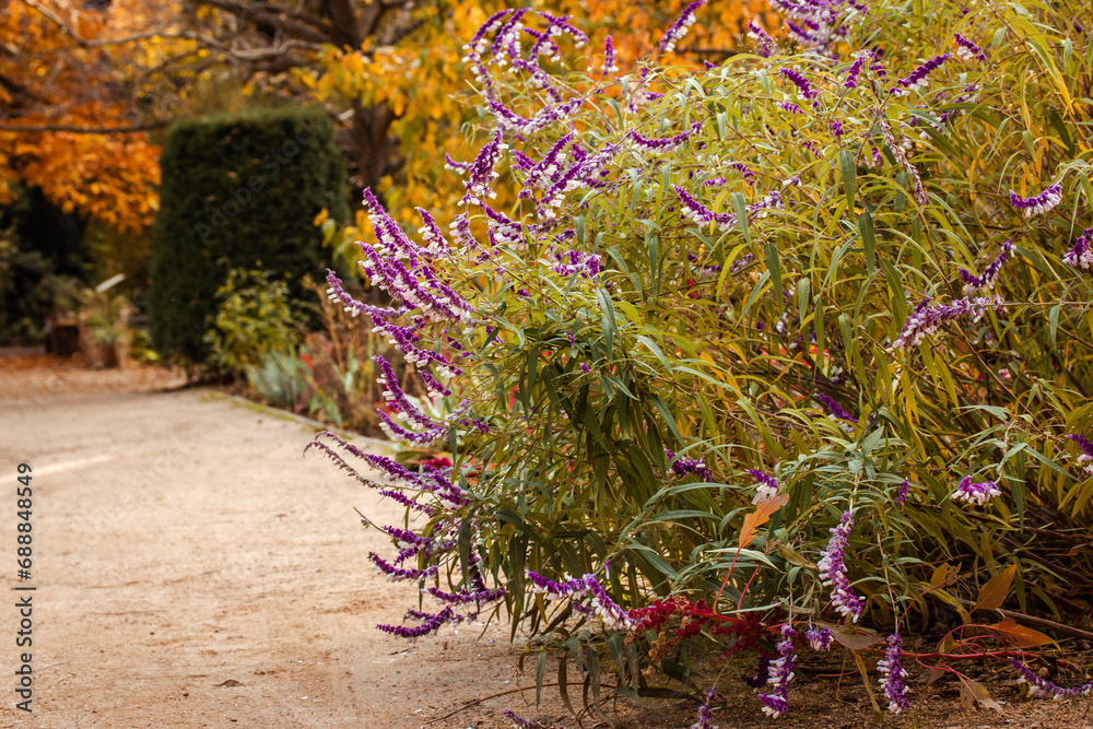 Salvia leucantha is growing in autumnal botanical garden. Mexican bush ...