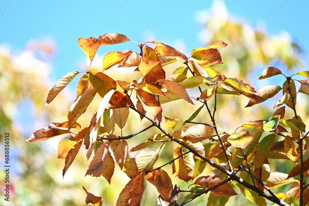 Quercus serrata (Konara oak) yellow leaves. Fagaceae deciduous tree. It ...