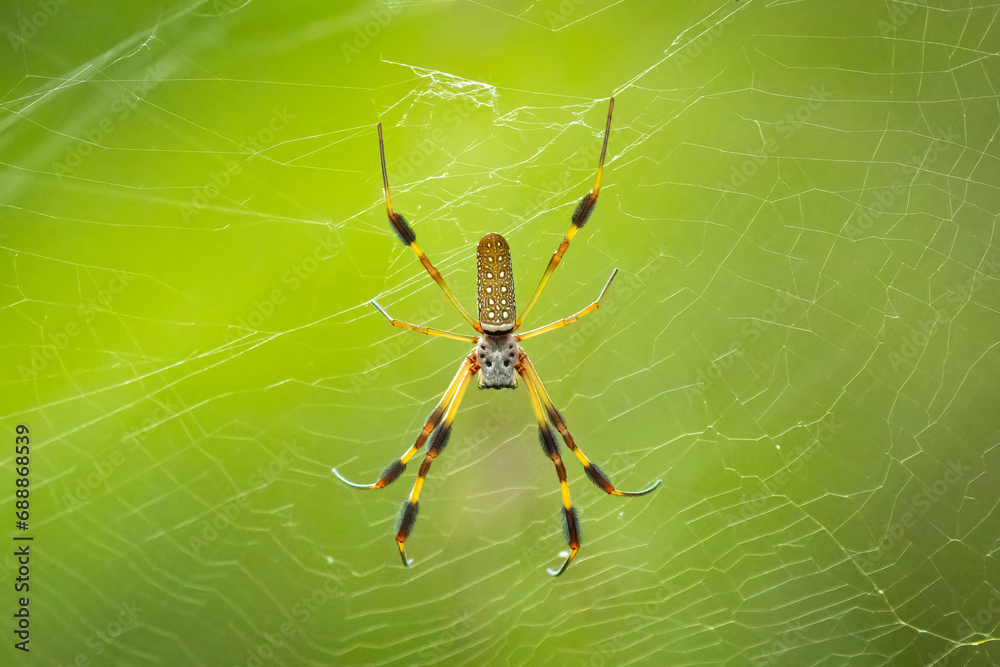 Golden Silk Orb-Weaver Spider (Trichonephila clavipes) hanging from a ...