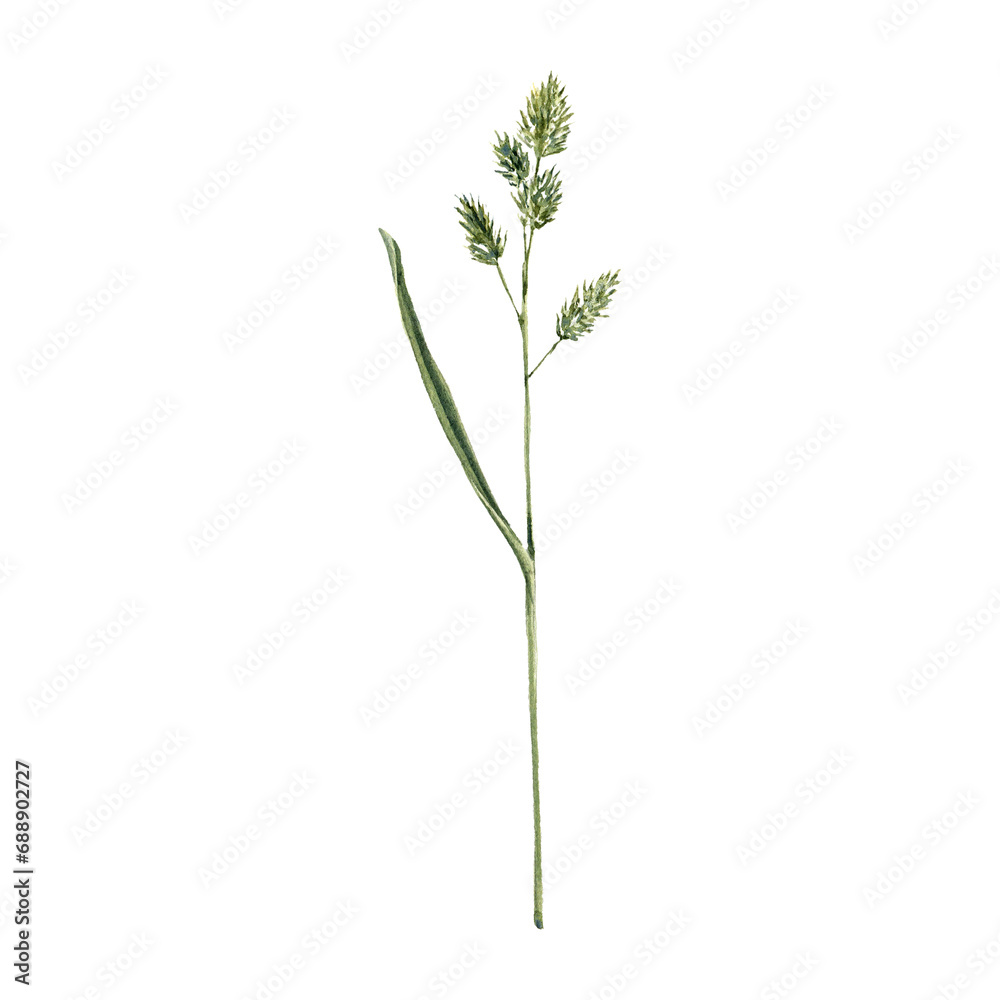 watercolor drawing plant of cat grass, Dactylis glomerata, isolated at ...