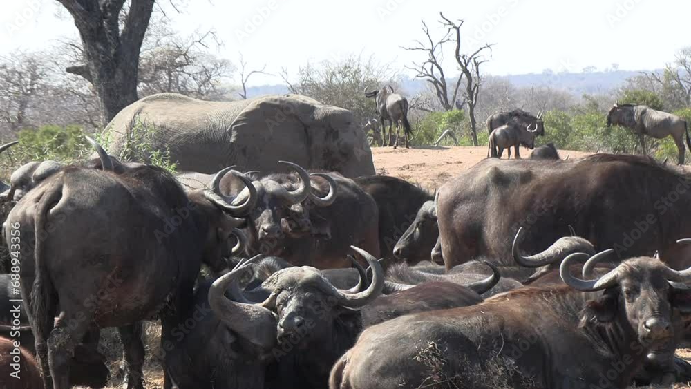 Vidéo Stock Multiple species of African animals together at a waterhole ...